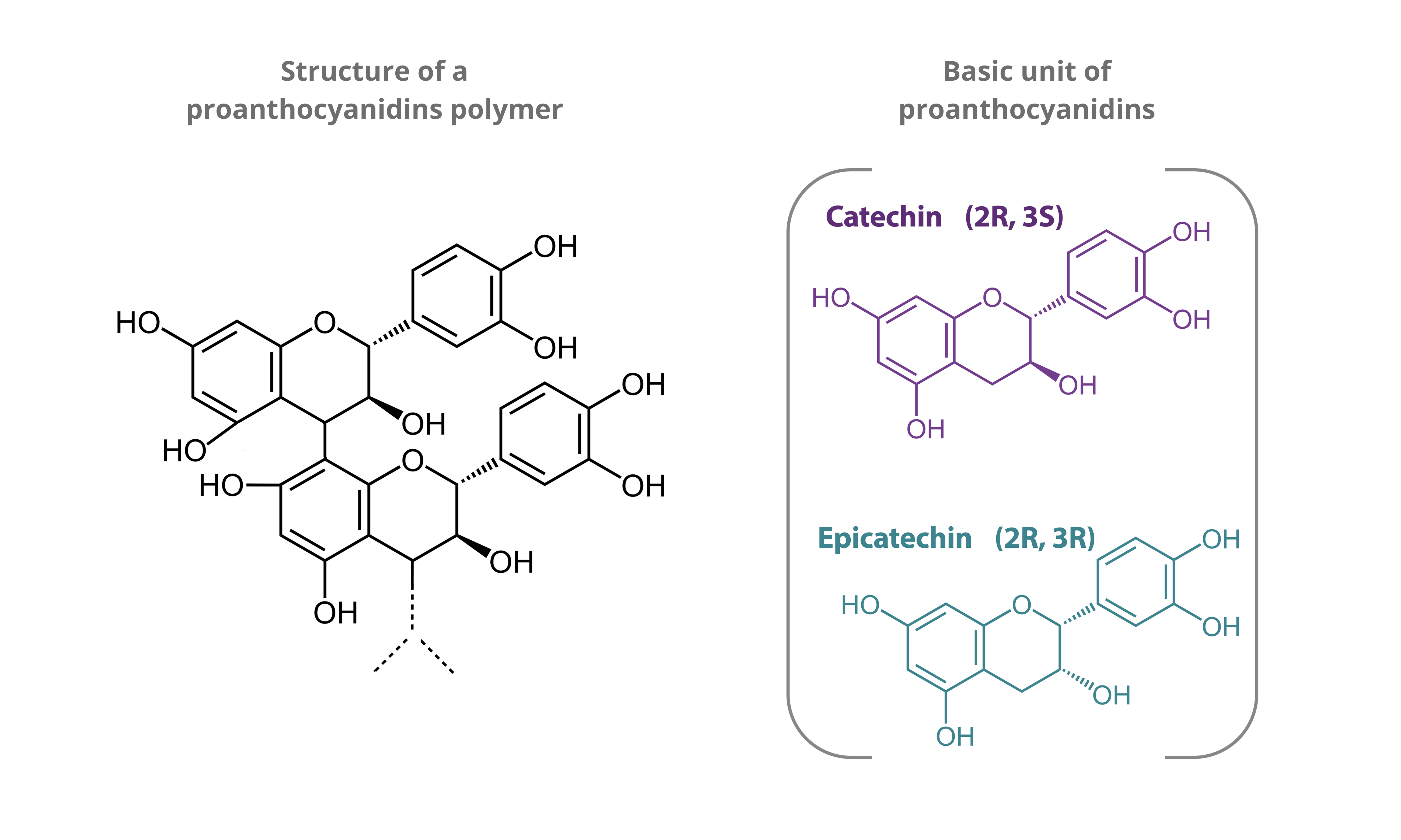 VINTERA™ - Grape seed proanthocyanidin extract